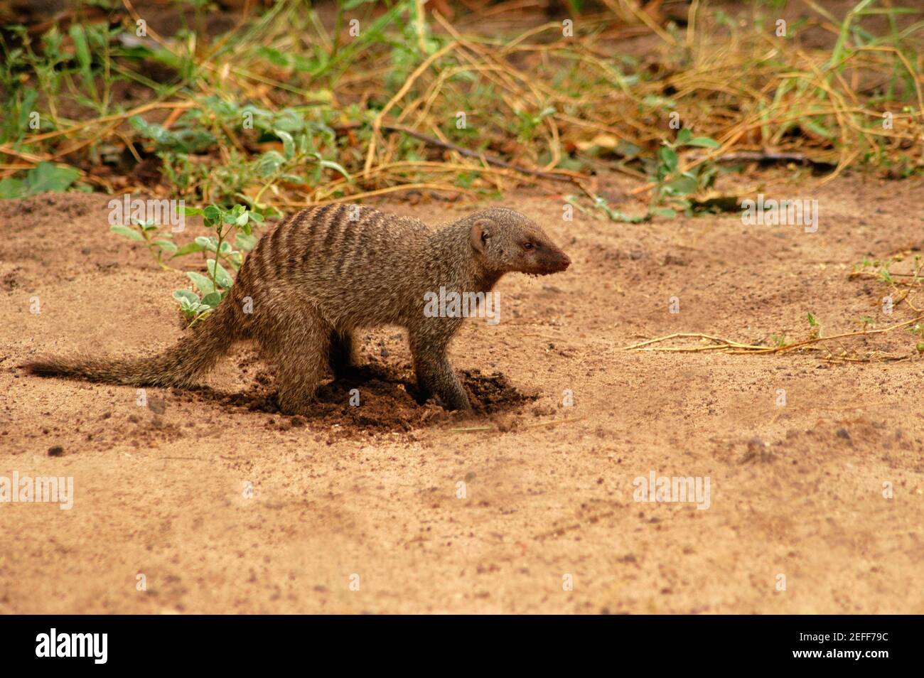 Banded mongoose Mungos mungo digging in a forest, Chobe National Park ...