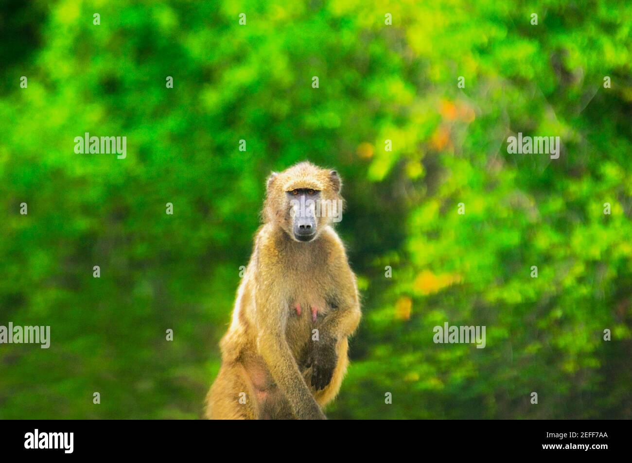 Female baboon sitting in a forest, Kruger National Park, Mpumalanga ...