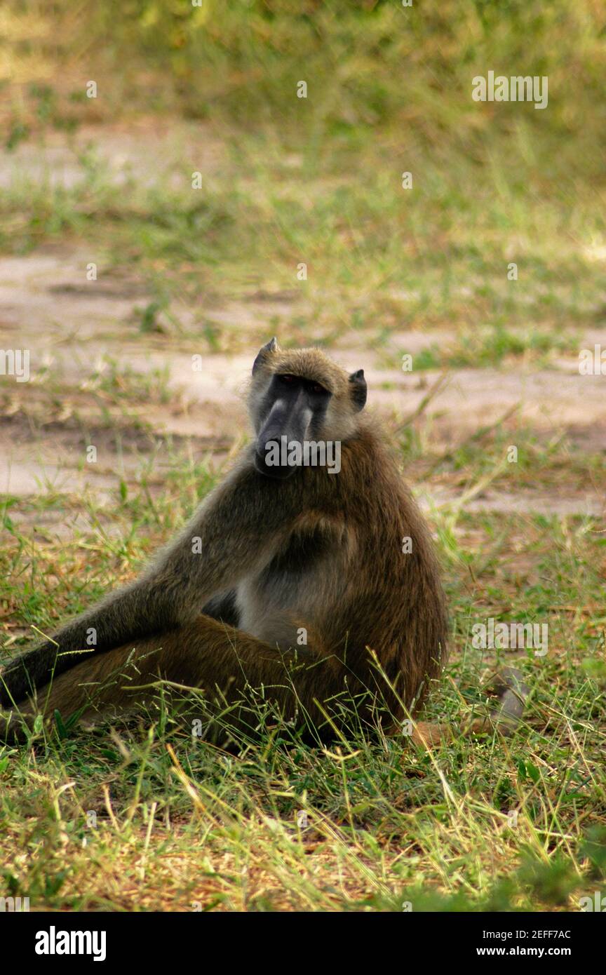 Urban baboon hi-res stock photography and images - Alamy