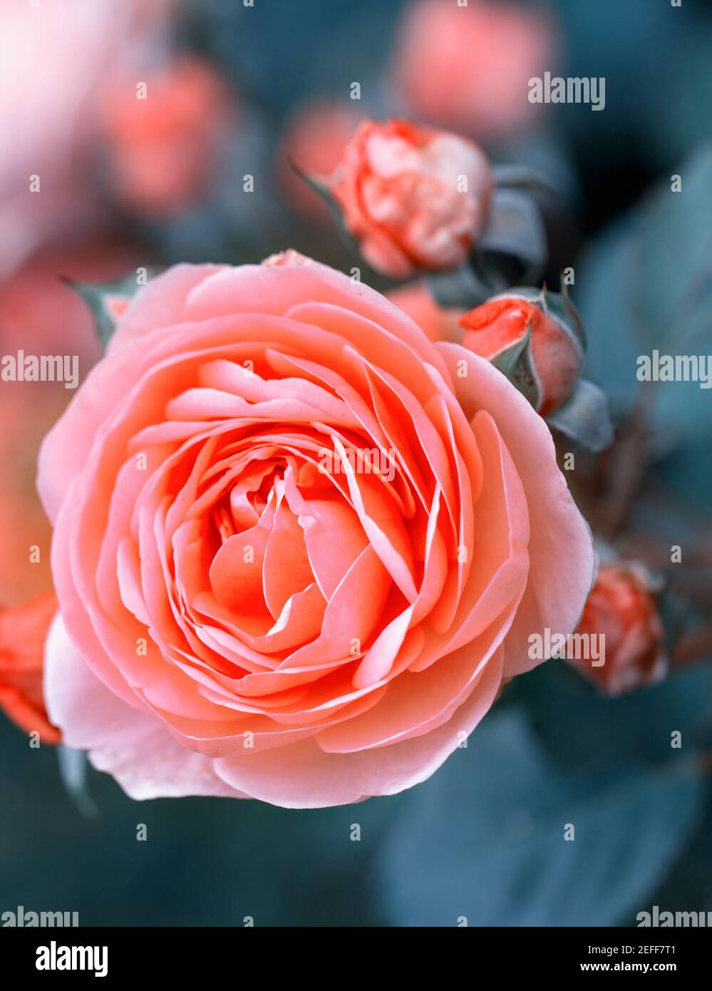 Beautiful coral roses flowers in garden close up. Tinted effect Stock ...