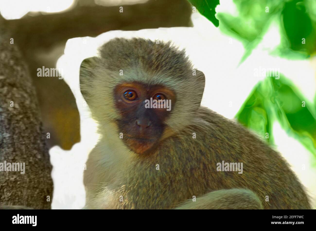 Close-up of a Vervet monkey Cercopithecus aethiops on a tree, Makalali ...