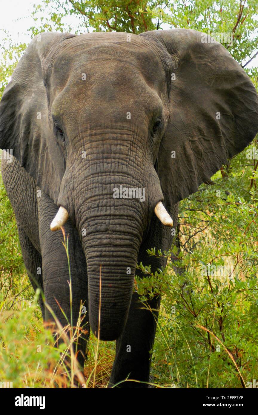 Endangered elephant species hi-res stock photography and images - Alamy