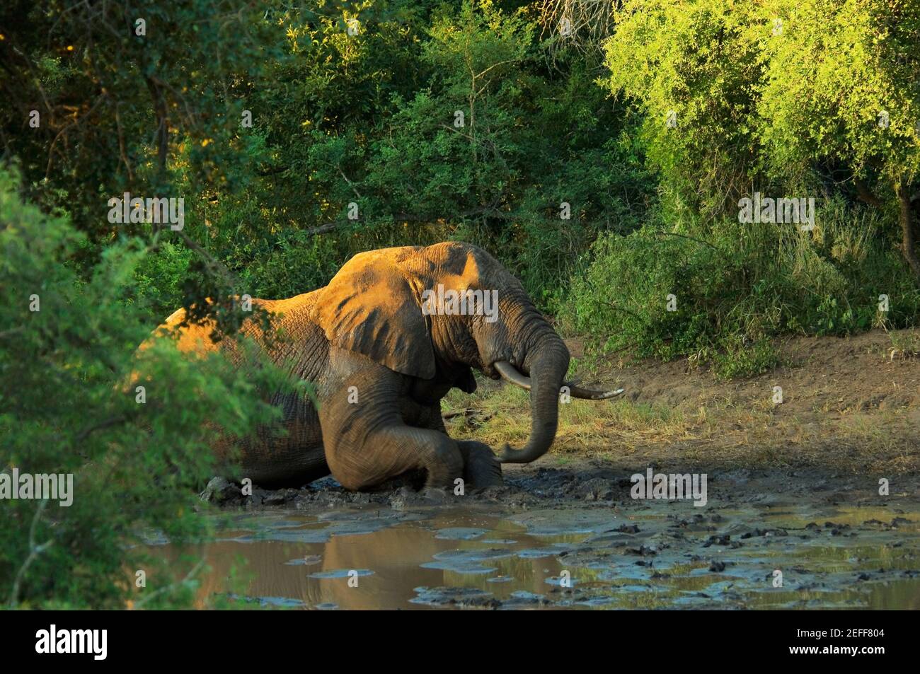 Elephant Lying Down High Resolution Stock Photography and Images - Alamy
