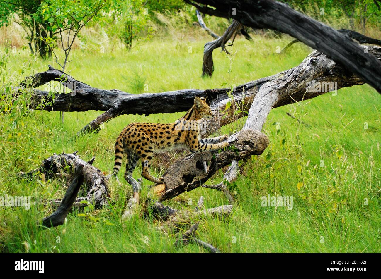 Serval Felis serval sharpening its claws on a tree trunk, Okavango ...