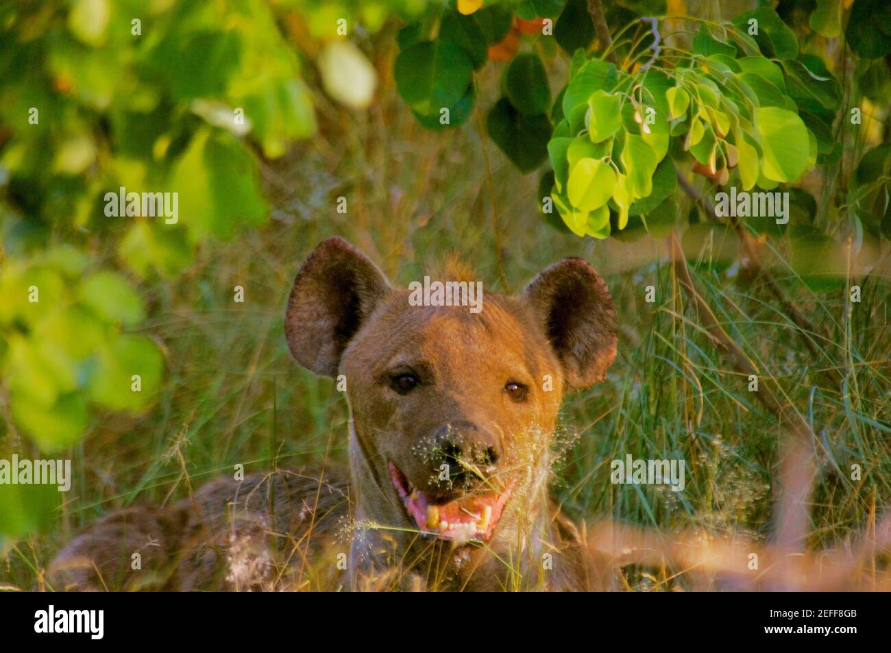 Hyena resting in a forest, Kruger National Park, Mpumalanga Province ...