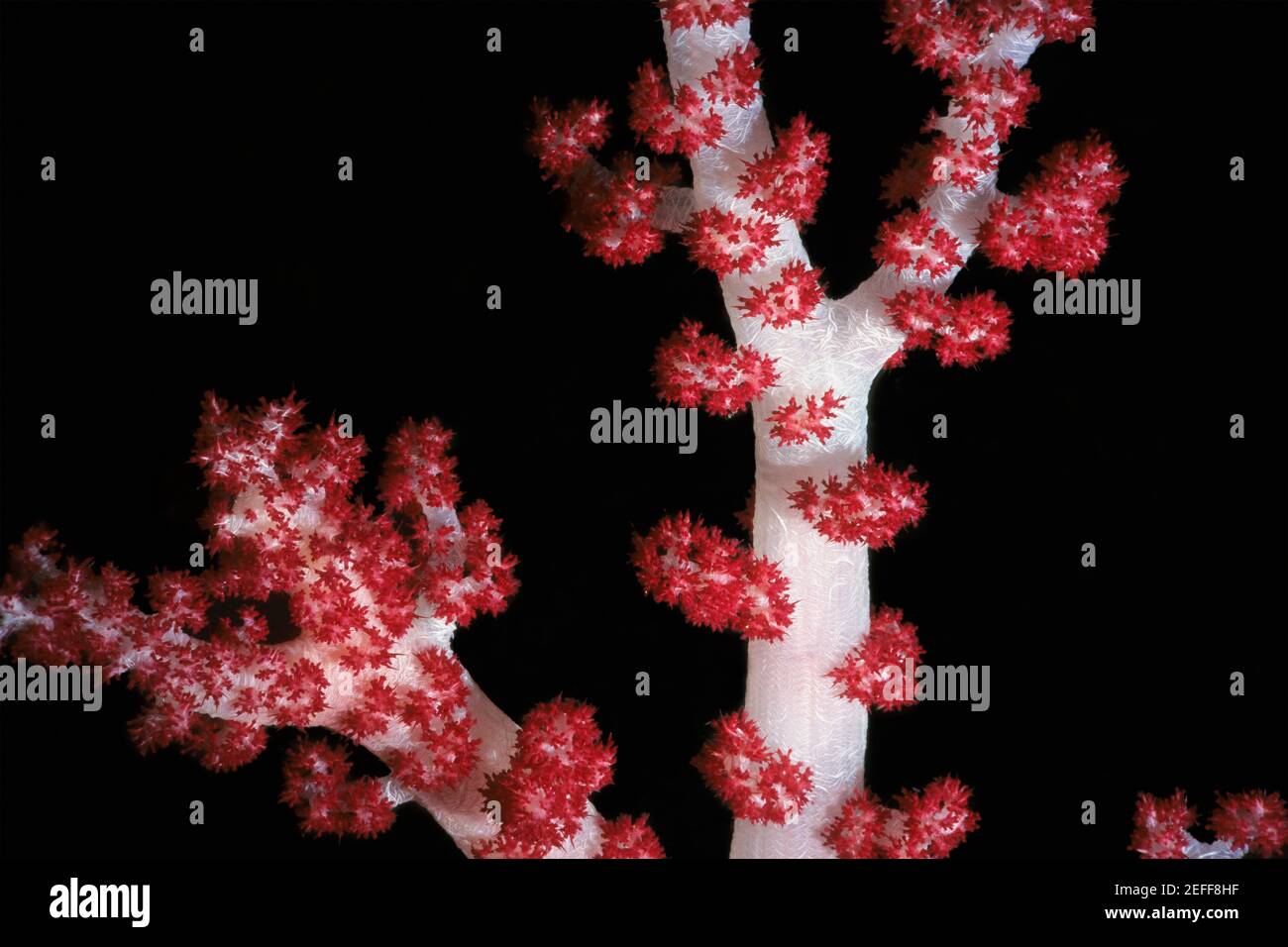 Close-up of Polyp Corals underwater, Sipadan, Malaysia Stock Photo - Alamy