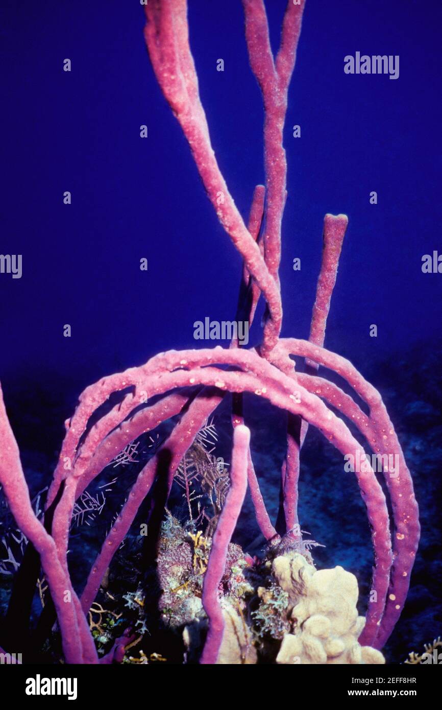 Close-up of Row Pore Rope Sponge Aplysina Cauliformis, Turks and Caicos ...