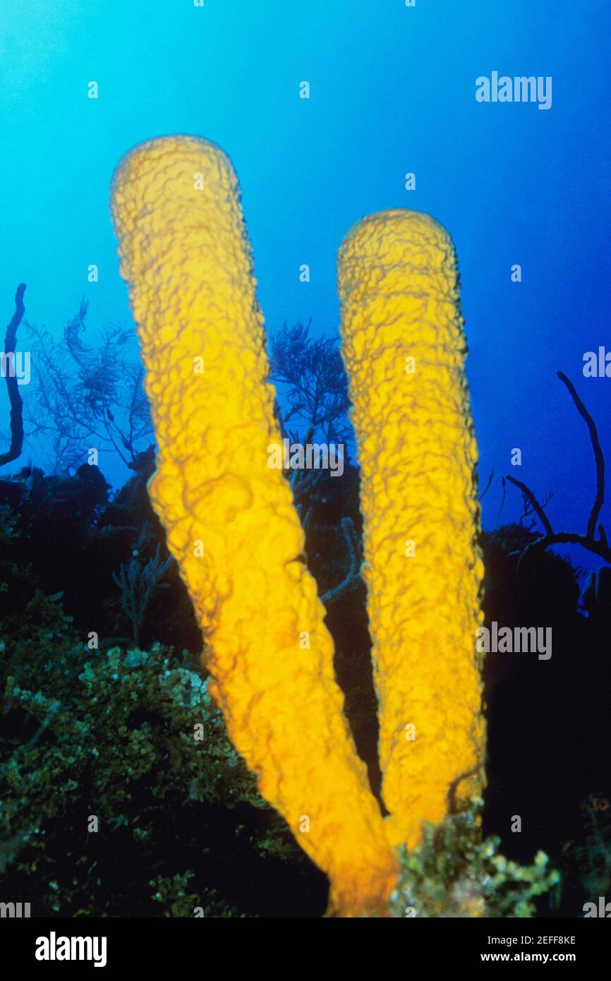 Yellow branching sponge hi-res stock photography and images - Alamy