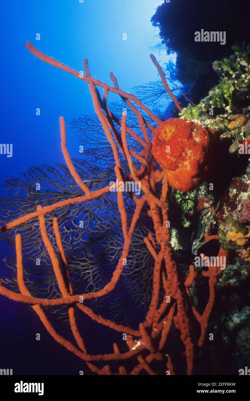 Close-up of Row Pore Rope Sponge Aplysina Cauliformis underwater ...