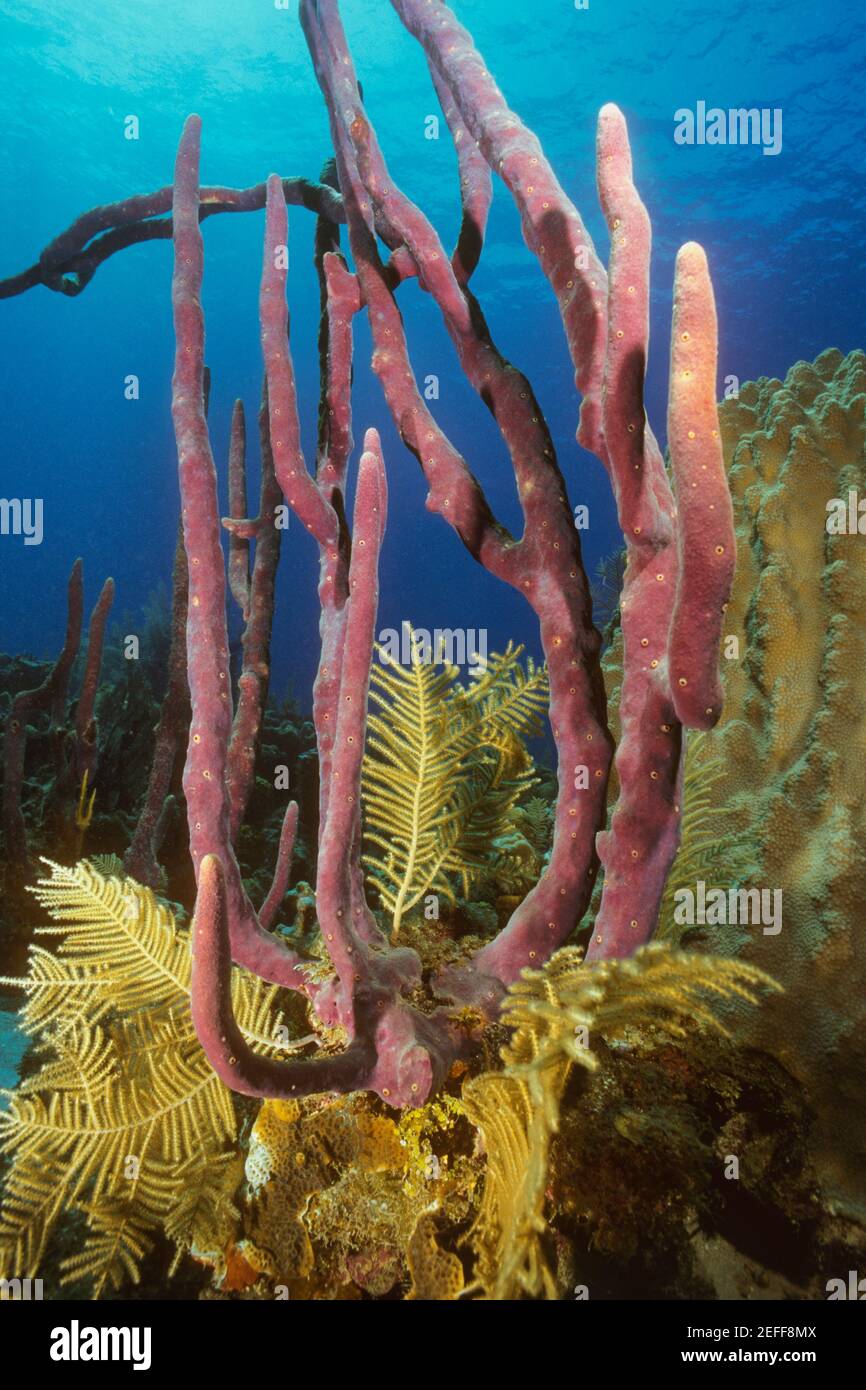 Close-up of Row Pore Rope Sponge Aplysina Cauliformis underwater ...