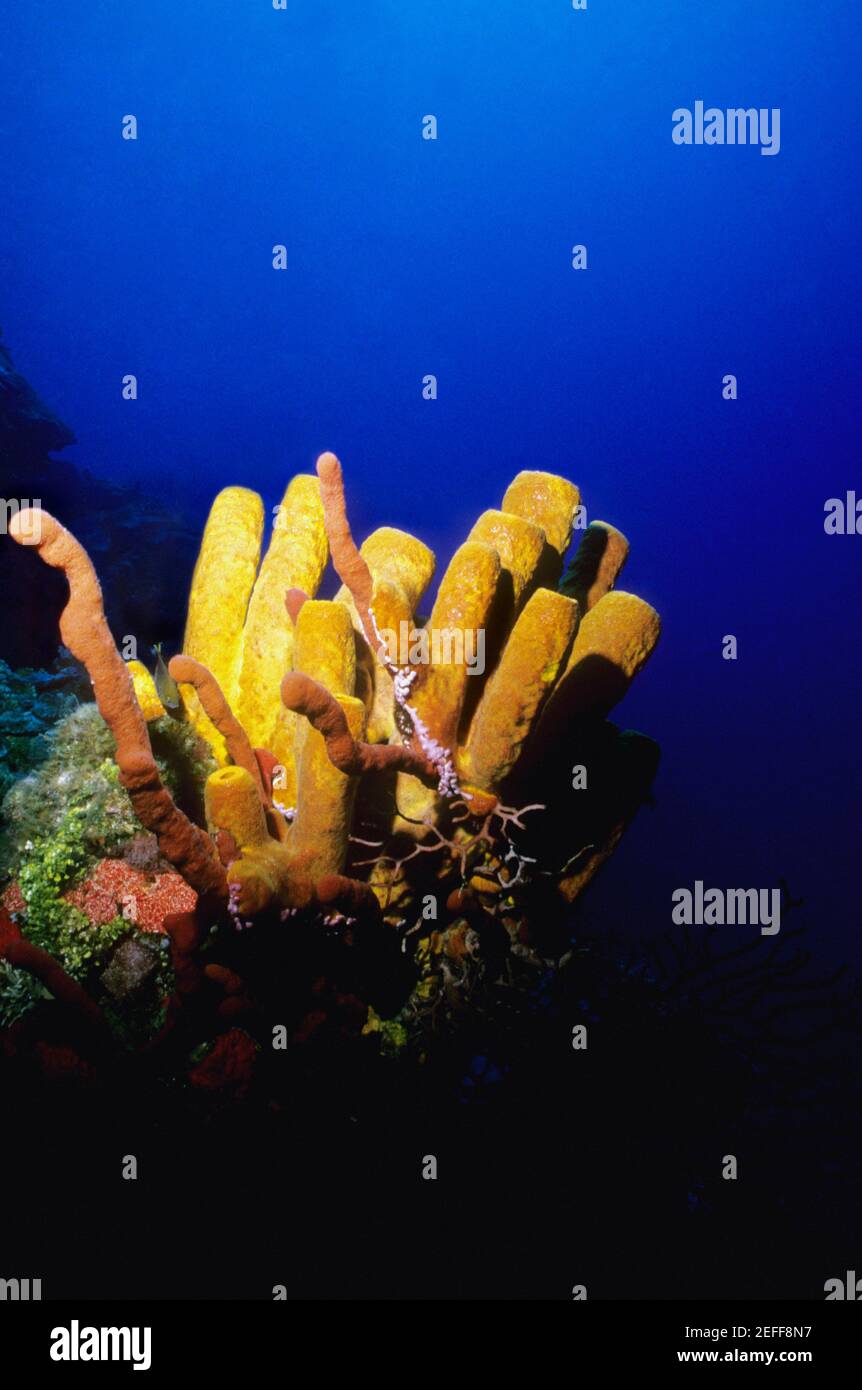 Branching tube sponge hi-res stock photography and images - Alamy