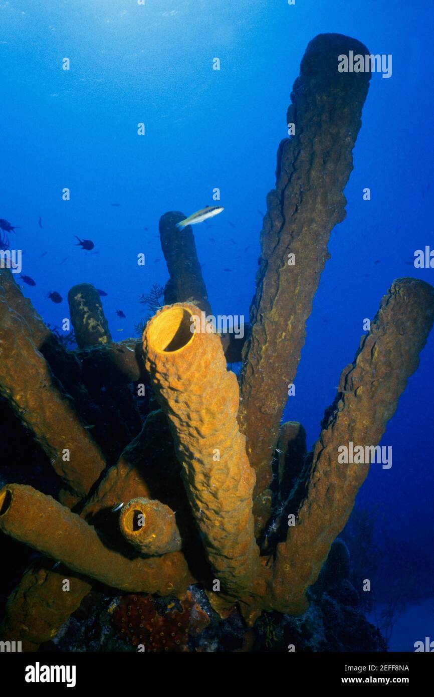 Close-up of Branching Tube Sponge Pseudoceratina crassa underwater ...