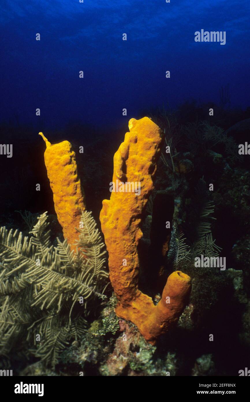 Close-up of Yellow Tube Sponge Aplysina Fistularis underwater, Cayman ...
