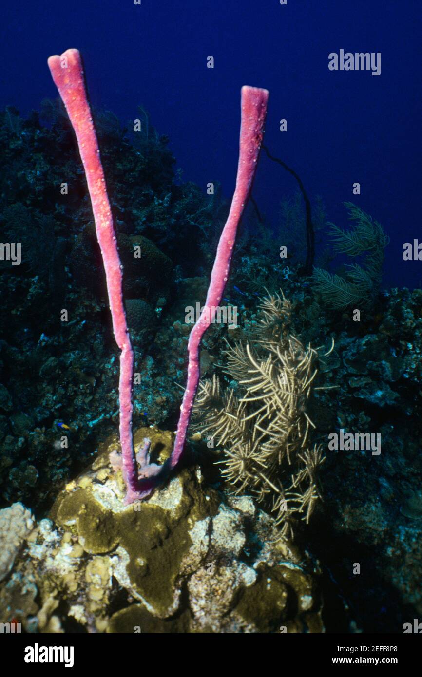 Row pore rope sponge hi-res stock photography and images - Alamy