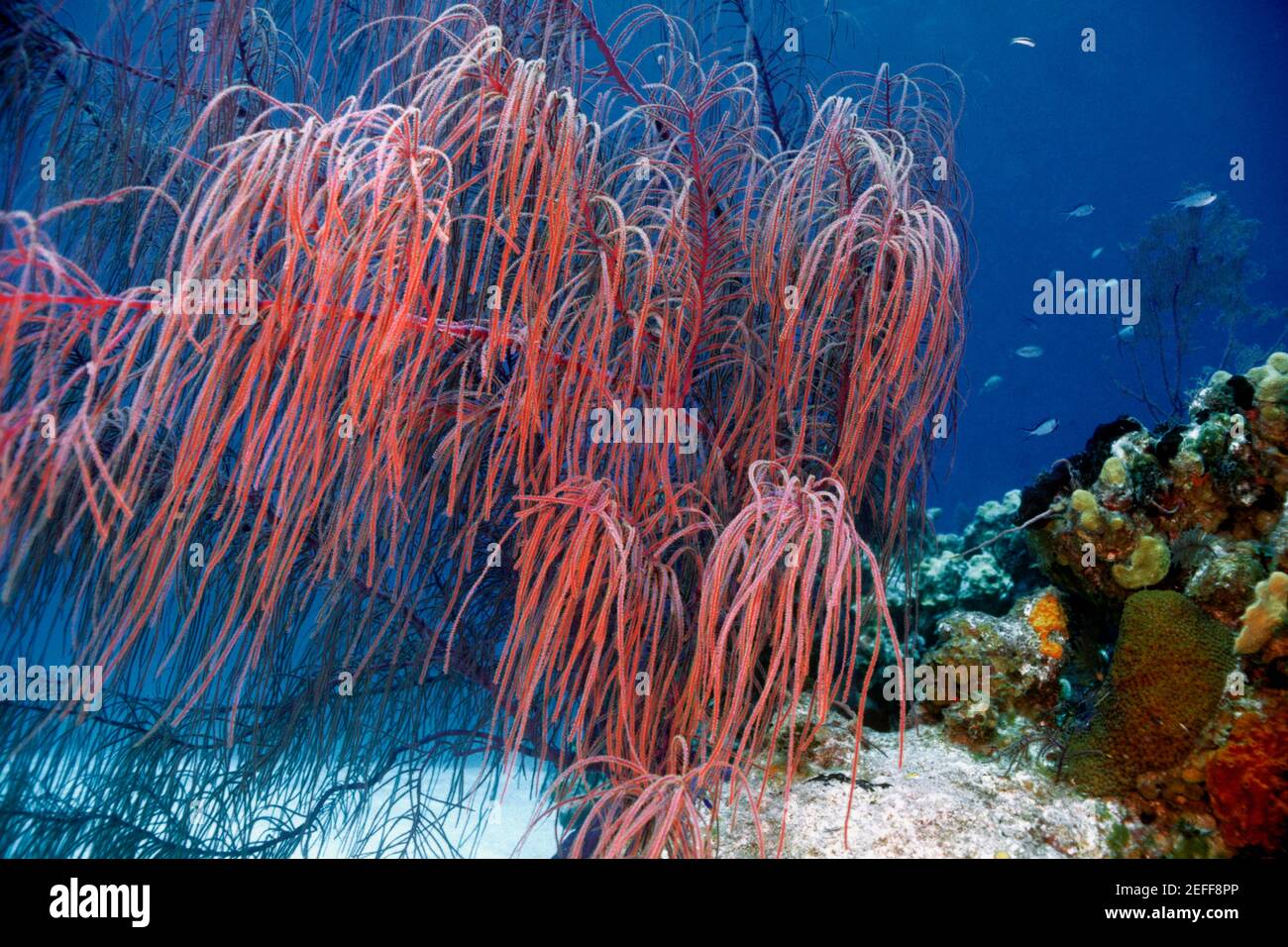 Sea plume coral hi-res stock photography and images - Alamy