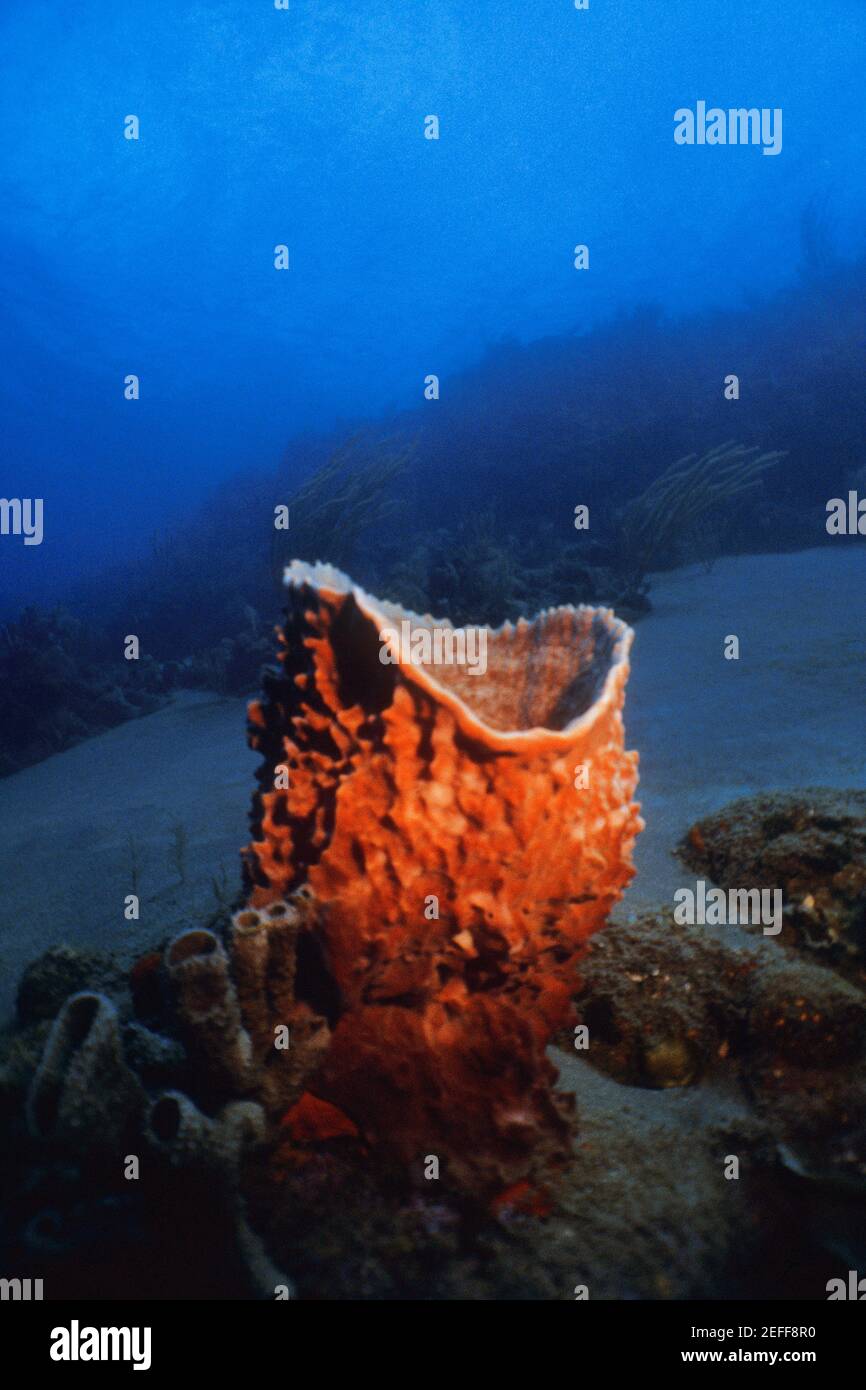 Netted barrel sponge hi-res stock photography and images - Alamy