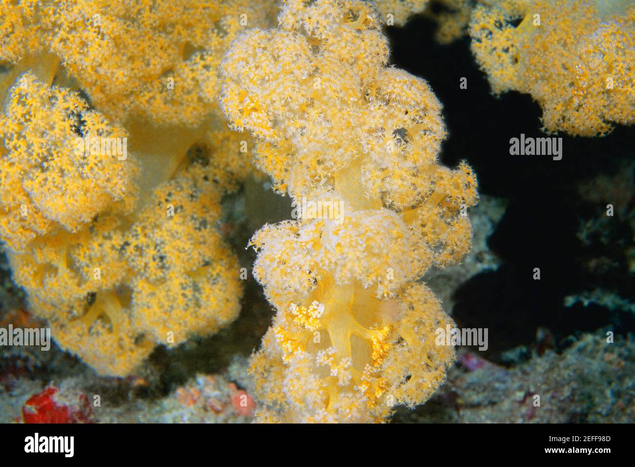Pale yellow coral hi-res stock photography and images - Alamy