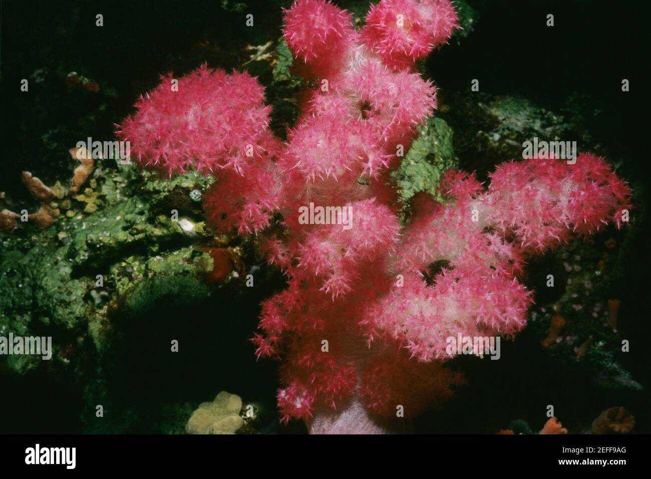 Strawberry coral hi-res stock photography and images - Alamy