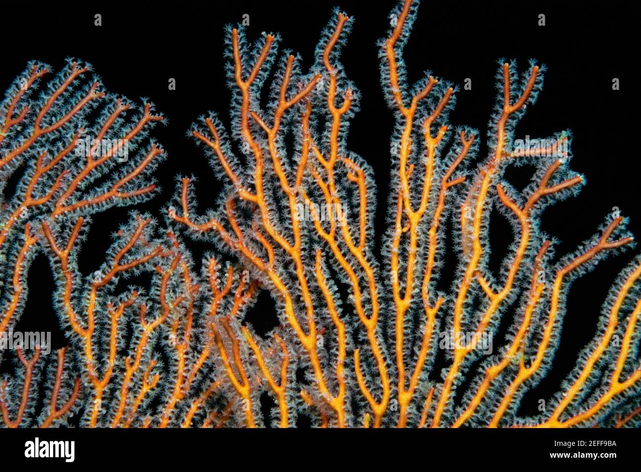 Close-up of a Gorgonian Sea Fan Subergorgia mollis underwater, Milne ...