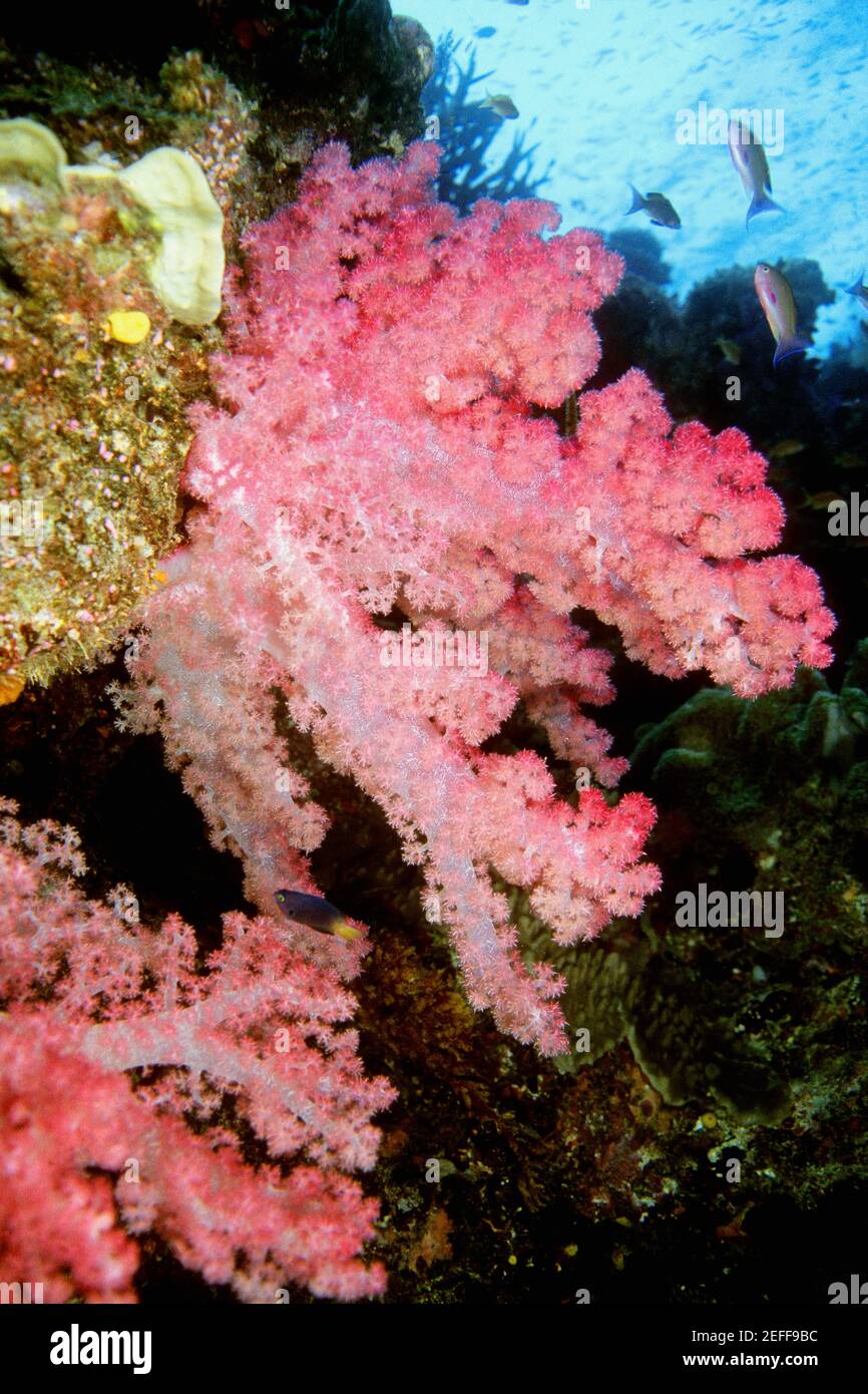 Fiji fish pink hi-res stock photography and images - Alamy