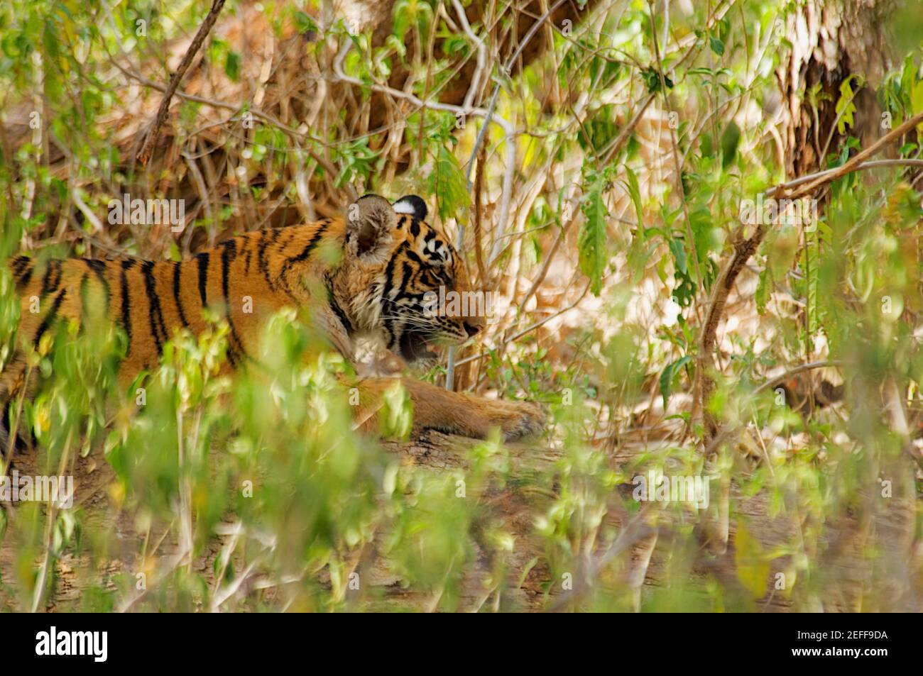 Tiger Panthera tigris cub hiding in a bush in a forest, Ranthambore ...