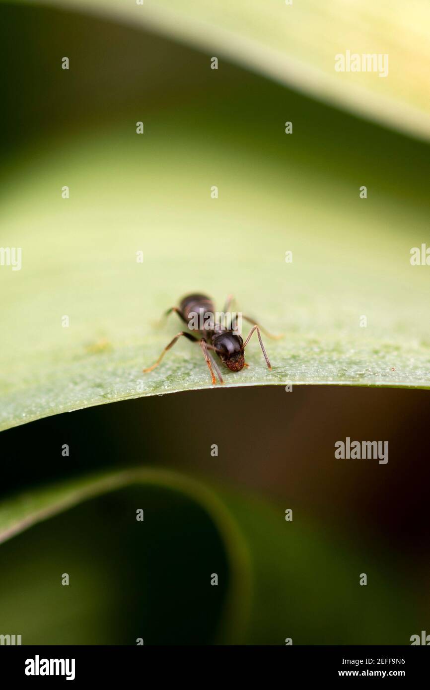 Common black ant hi-res stock photography and images - Alamy