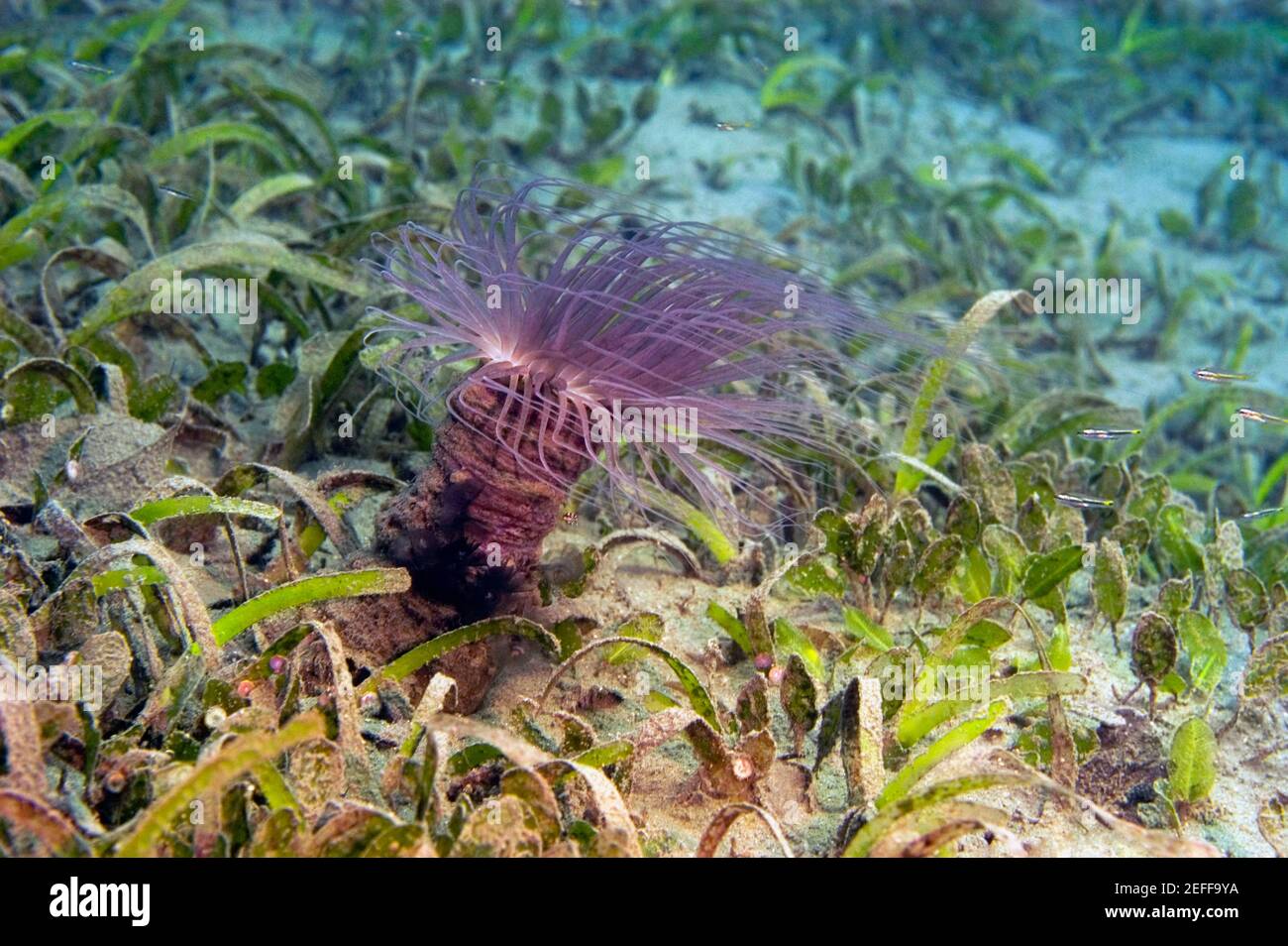 Tube Anemone Cerianthus membranaceus underwater, Papua New Guinea Stock ...