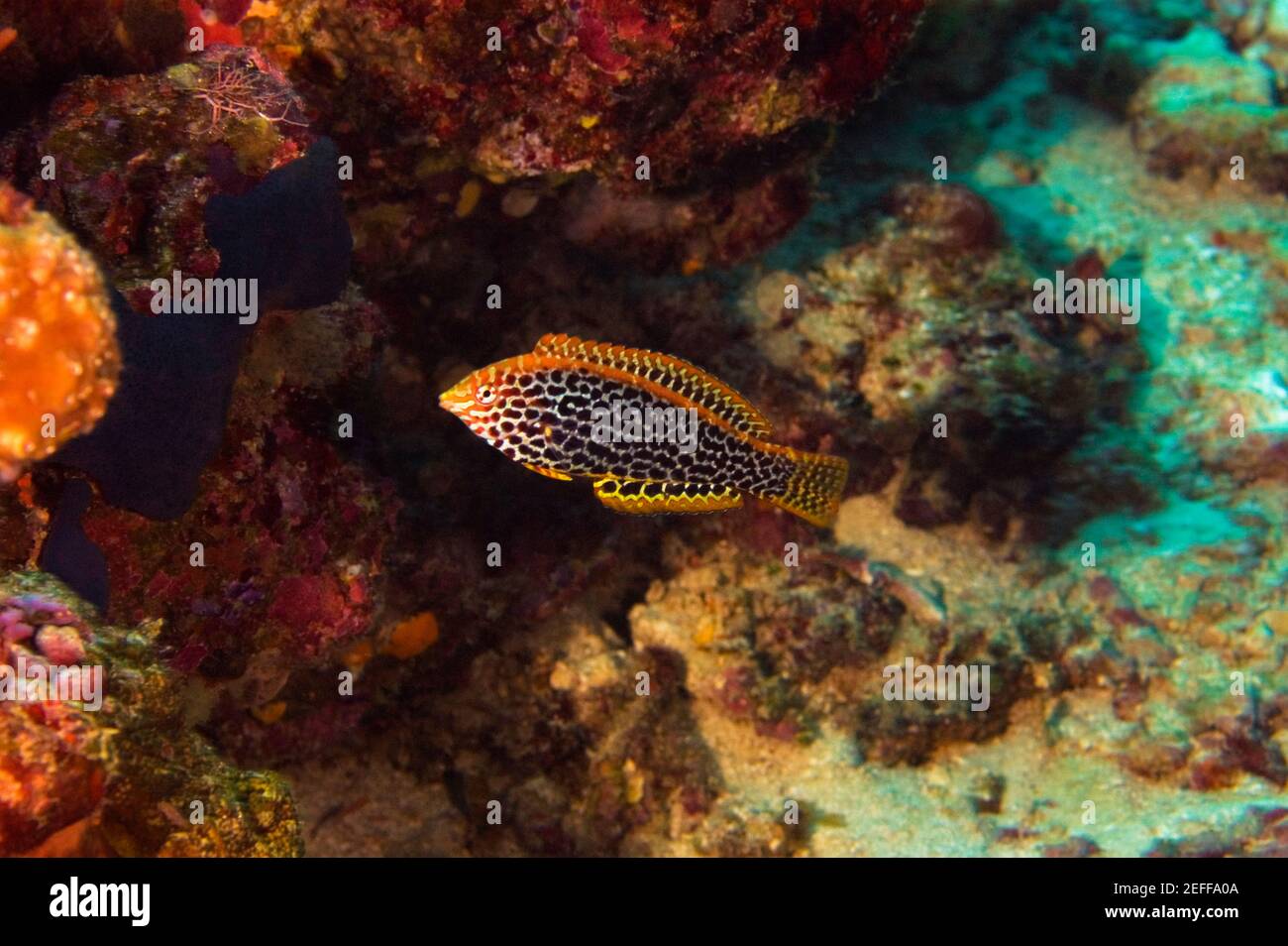 Leopard Fish High Resolution Stock Photography and Images - Alamy
