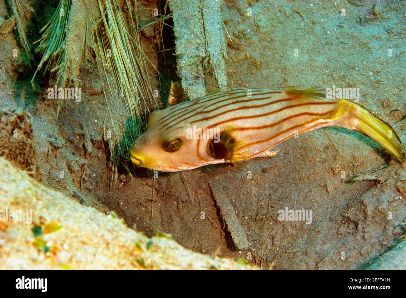 Striped Puffer Arothron manilensis swimming underwater, Papua New ...