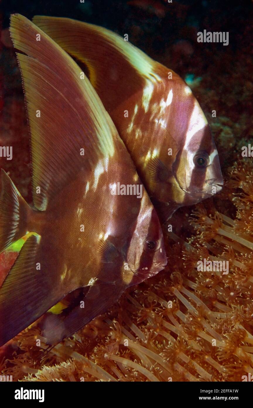 Two Longfin Spadefish Platax teira swimming underwater, North Sulawesi ...