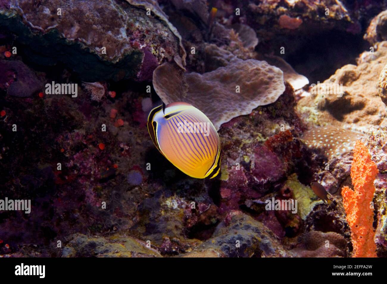 Redfin butterflyfish Chaetodon lunulatus swimming underwater, North ...
