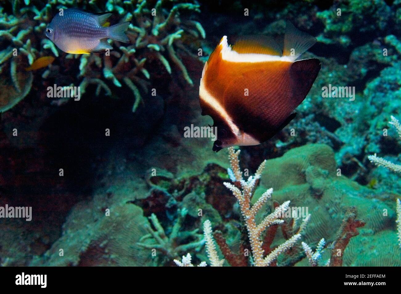 Humphead bannerfish Heniochus varius swimming underwater, Papua New ...