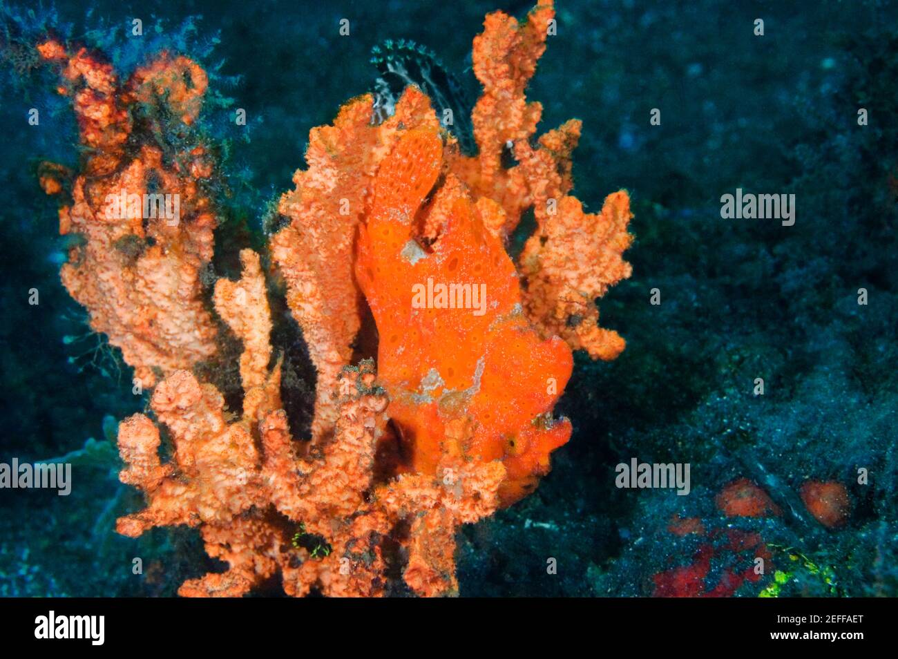 Orange Frogfish on an Orange Sponge underwater, North Sulawesi ...