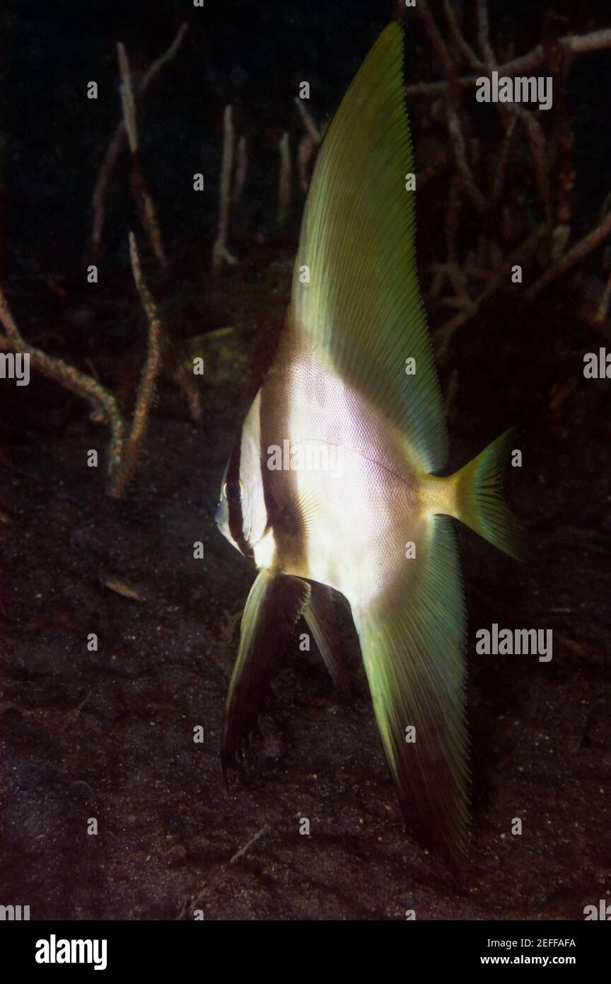 Longfin Spadefish Platax teira swimming underwater, North Sulawesi ...