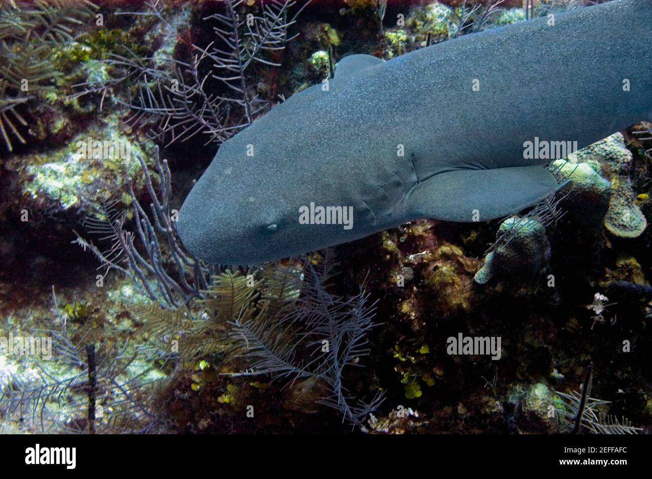 Nurse Shark Ginglymostoma cirratum swimming underwater, Cayman Islands ...