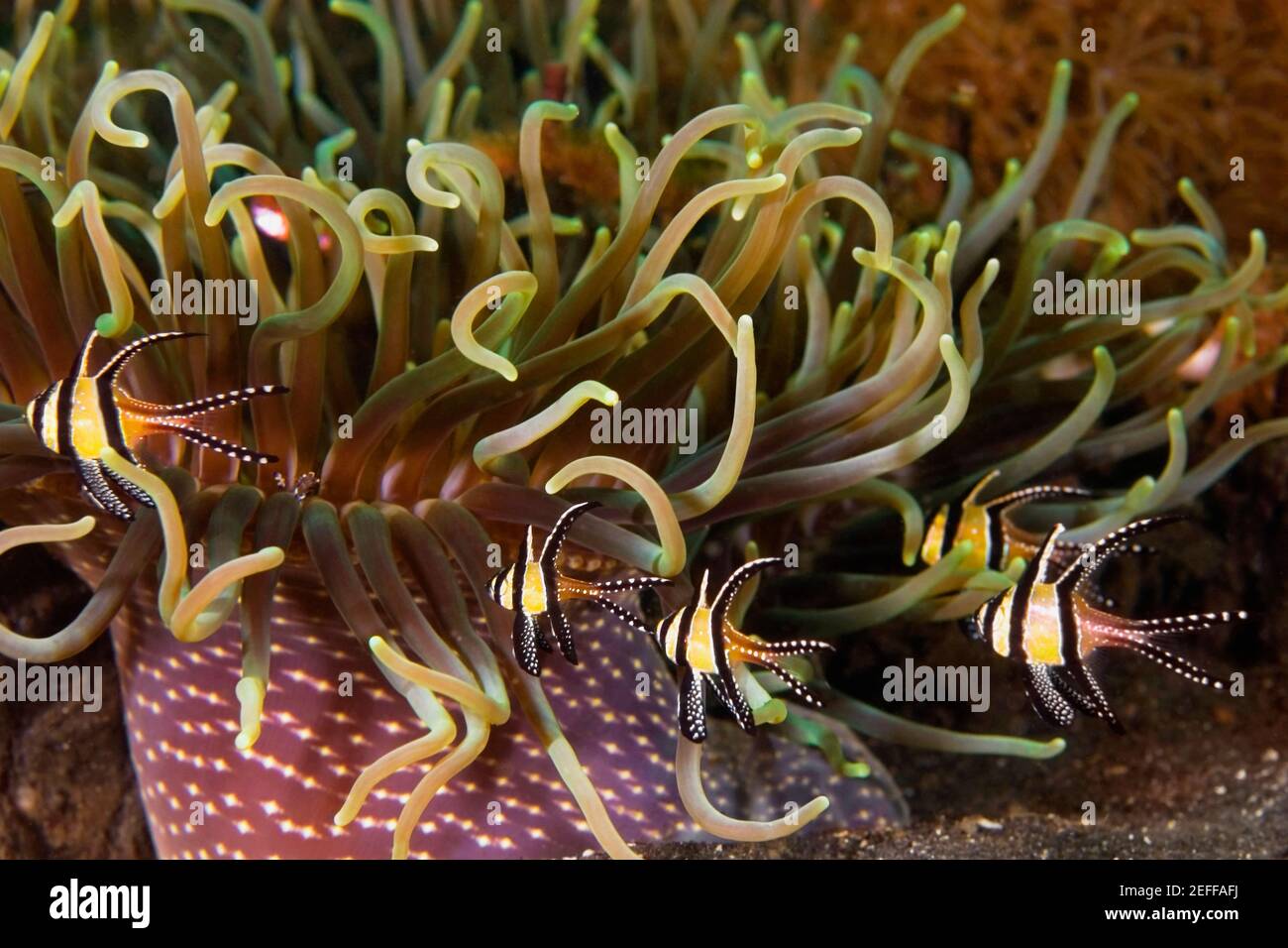 Benggai Cardinalfishes swimming underwater, North Sulawesi, Sulawesi ...