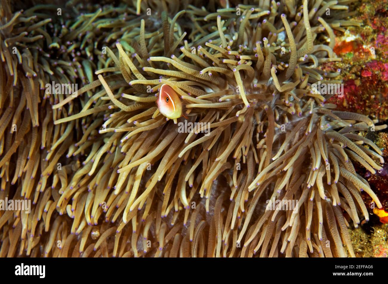 Tiger anemone hi-res stock photography and images - Alamy