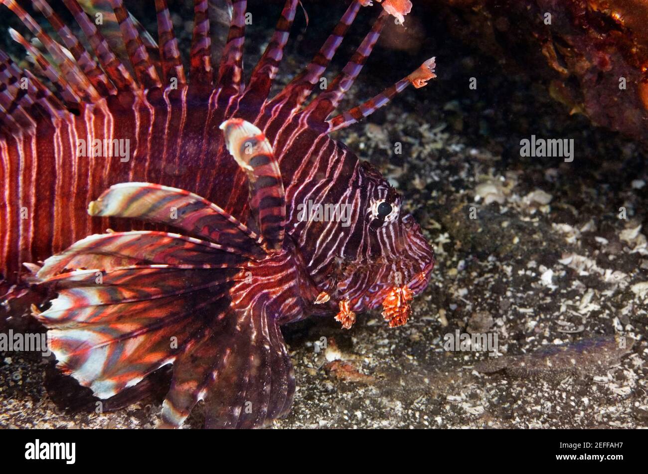 Longspine lionfish underwater, North Sulawesi, Sulawesi, Indonesia ...