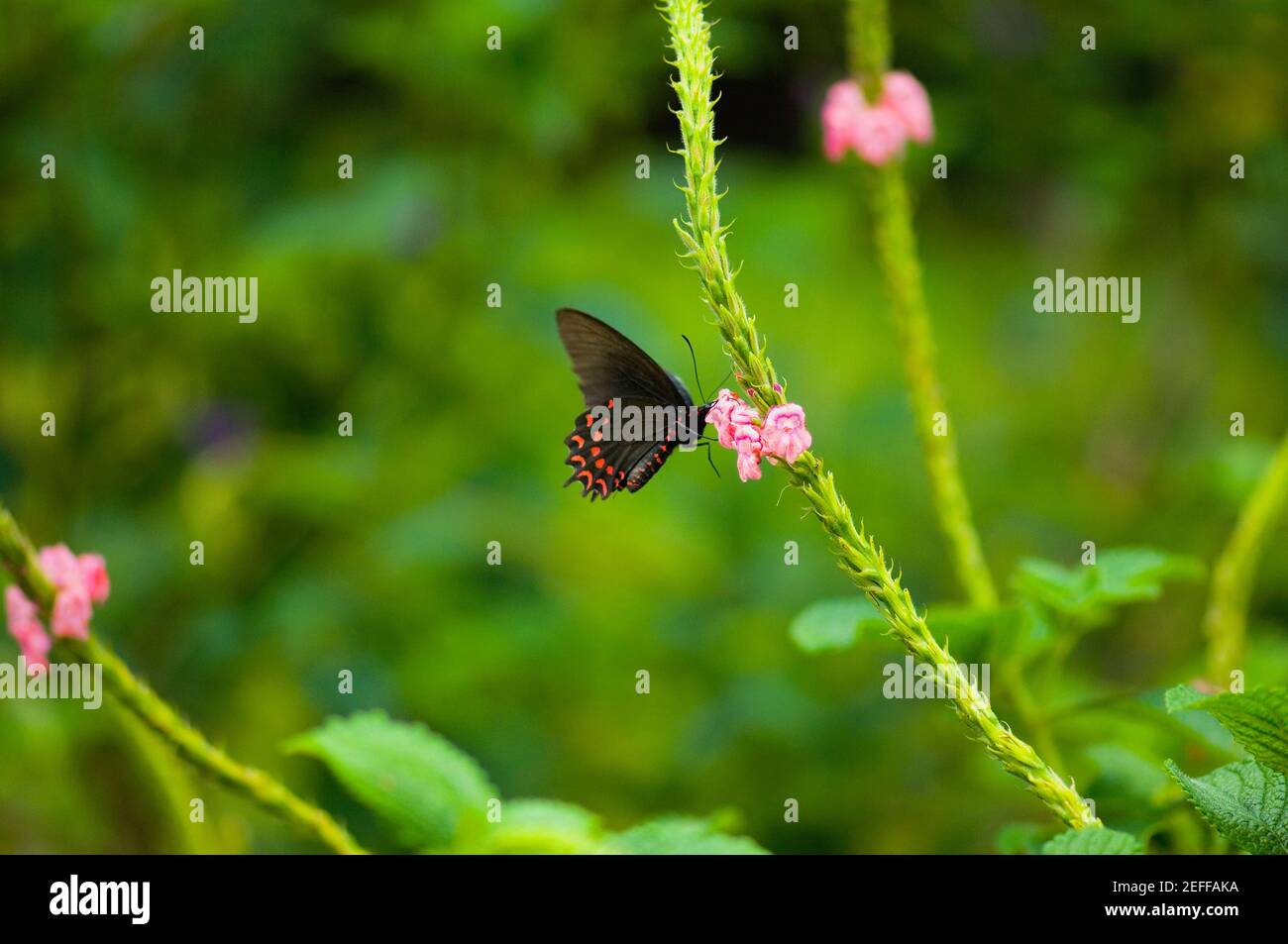 Ruby Spotted Swallowtail Butterfly High Resolution Stock Photography ...