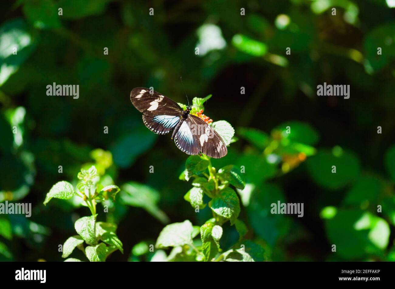 Doris butterfly Heliconius Doris on a plant Stock Photo - Alamy