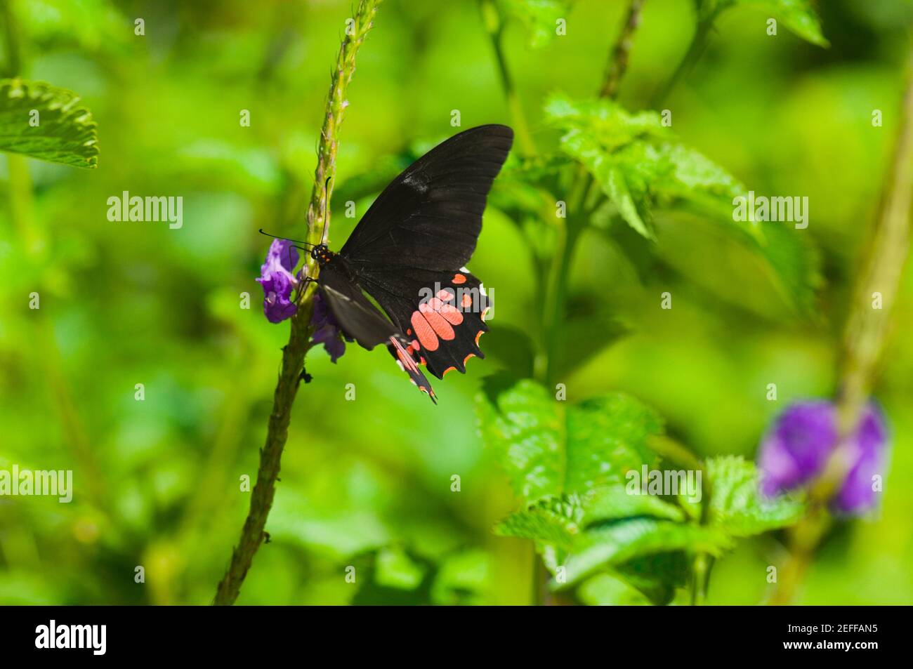 Close-up of a Ruby-Spotted Swallowtail Papilio Anchisiades butterfly ...