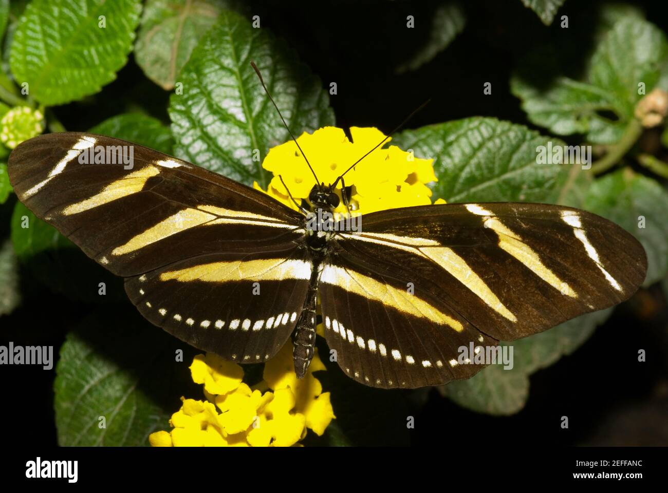 Close-up of a Zebra Longwing butterfly Heliconius charitonius ...