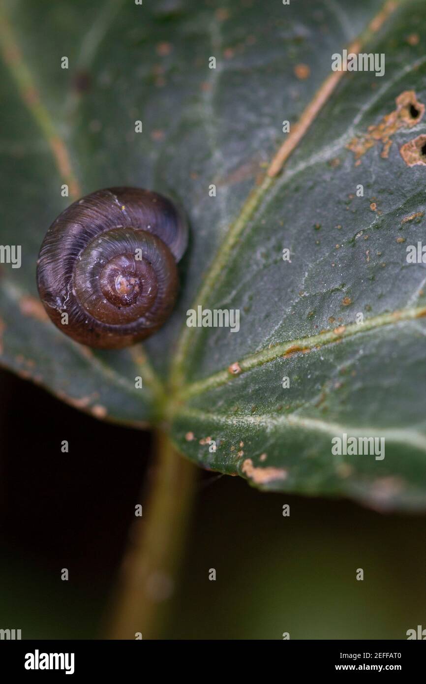 English Garden Snail High Resolution Stock Photography and Images - Alamy