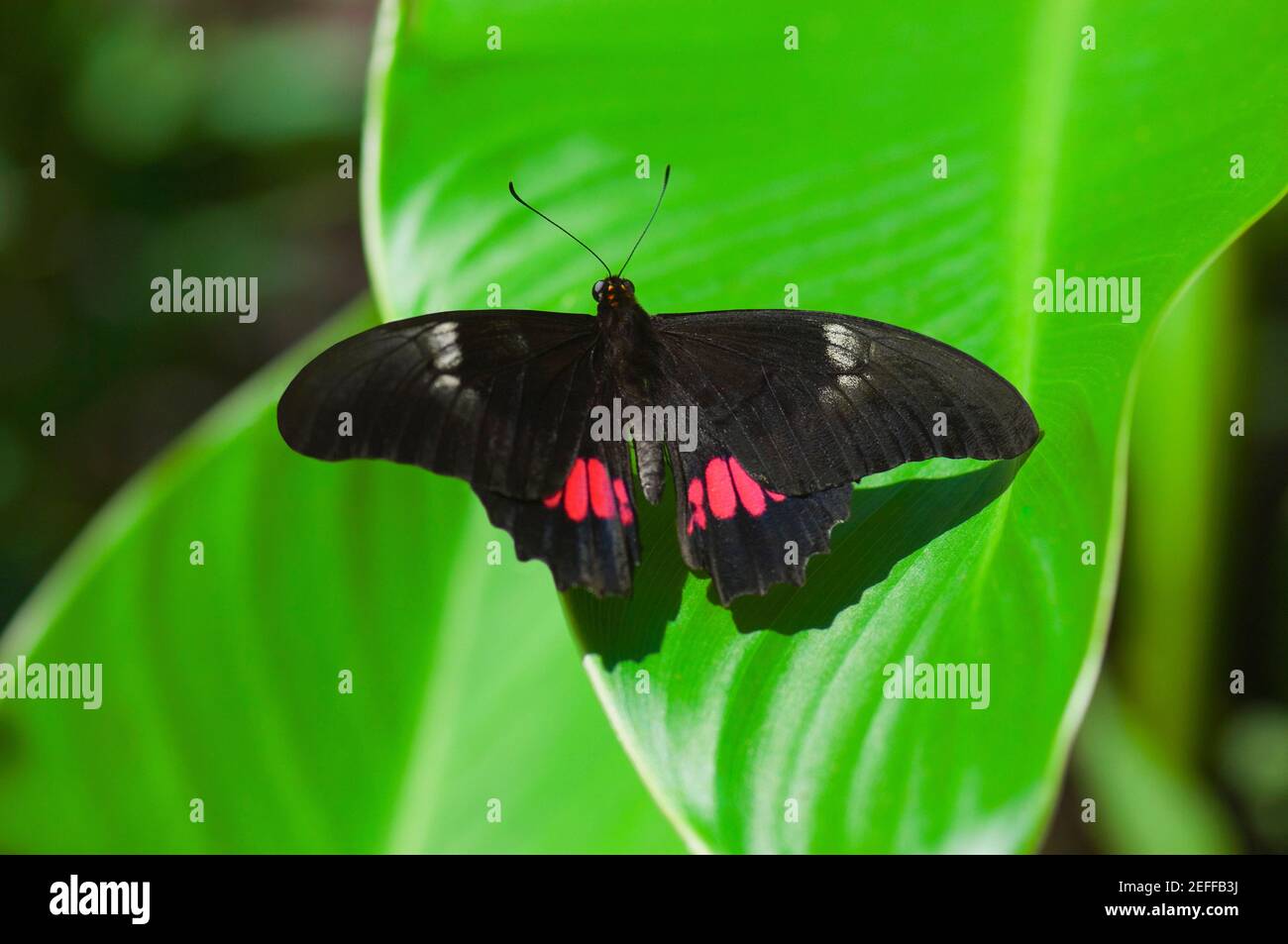 Ruby spotted swallowtail butterfly hi-res stock photography and images ...