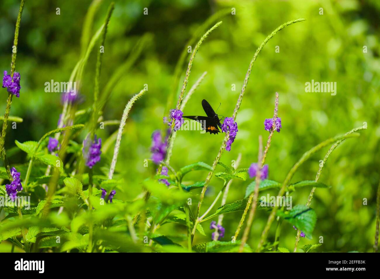 Ruby-Spotted Swallowtail Papilio Anchisiades butterfly pollinating ...