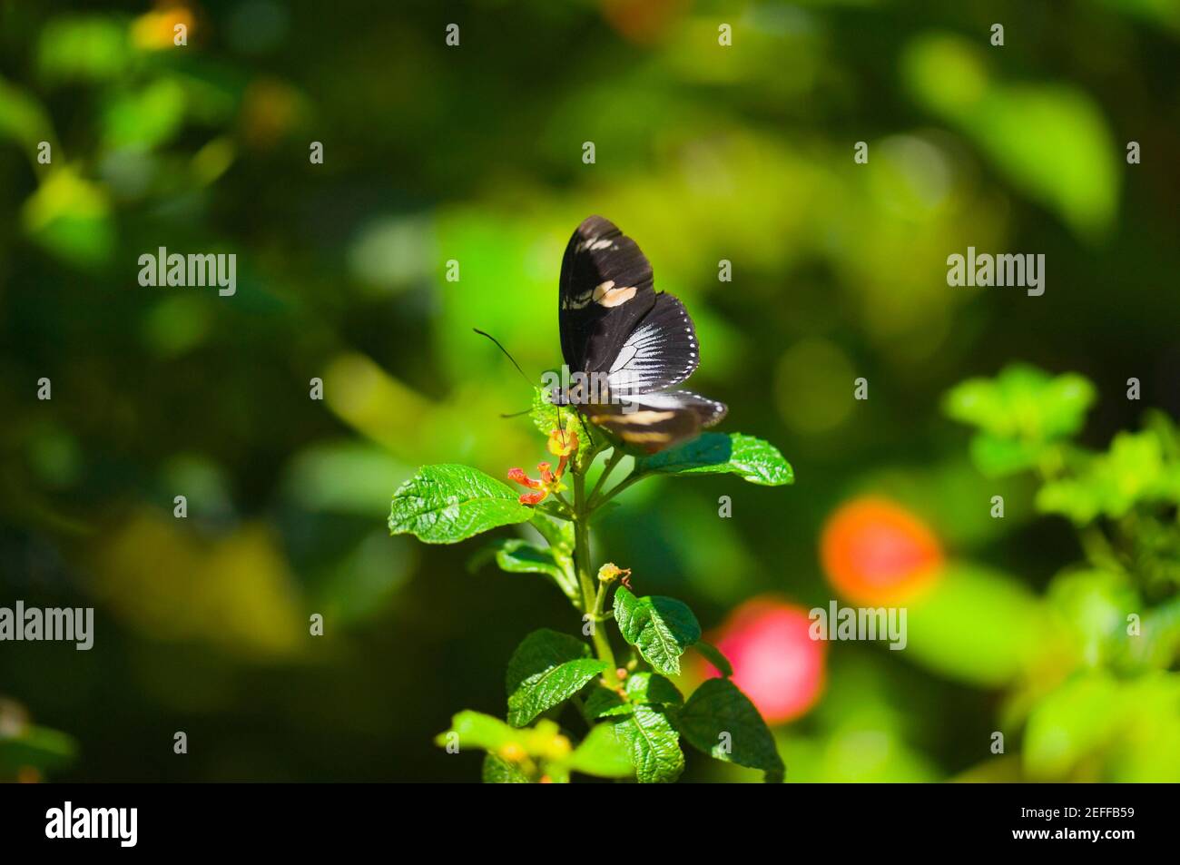 Close-up of a Doris butterfly Heliconius Doris pollinating flowers ...