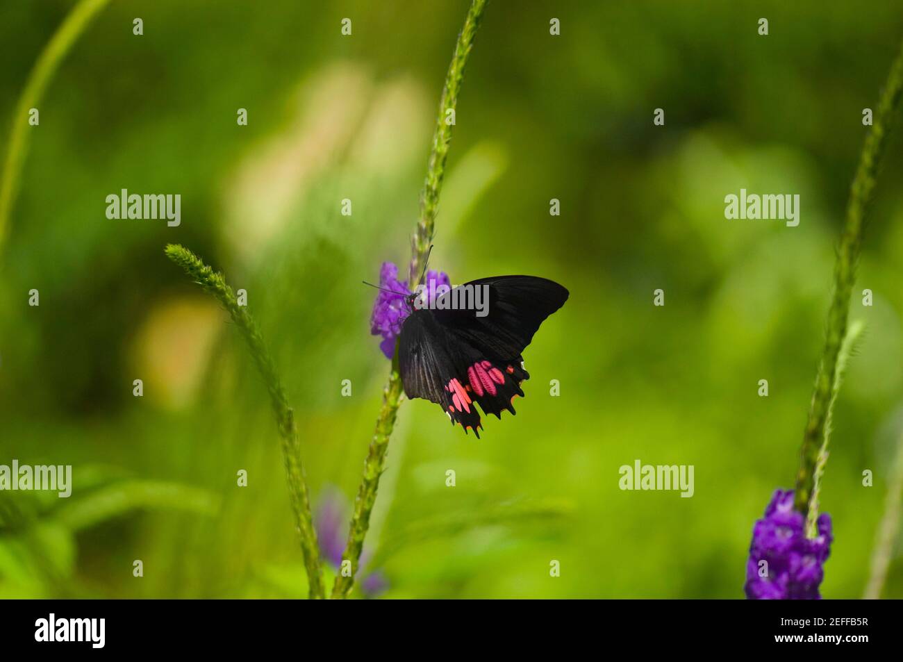 Close-up of a Ruby-Spotted Swallowtail Papilio Anchisiades butterfly ...