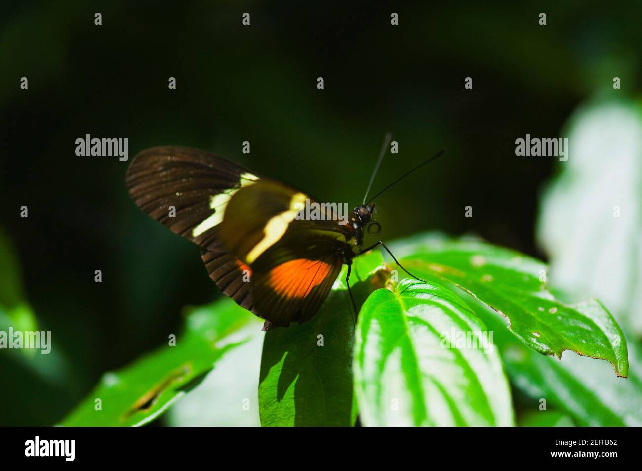Close-up of a Doris butterfly Heliconius Doris on a plant Stock Photo ...