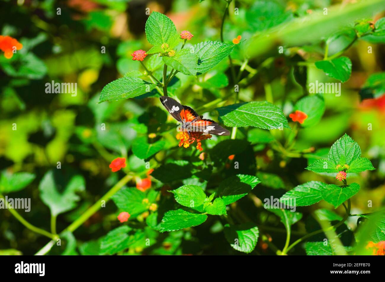 Doris butterfly Heliconius Doris pollinating flowers Stock Photo - Alamy