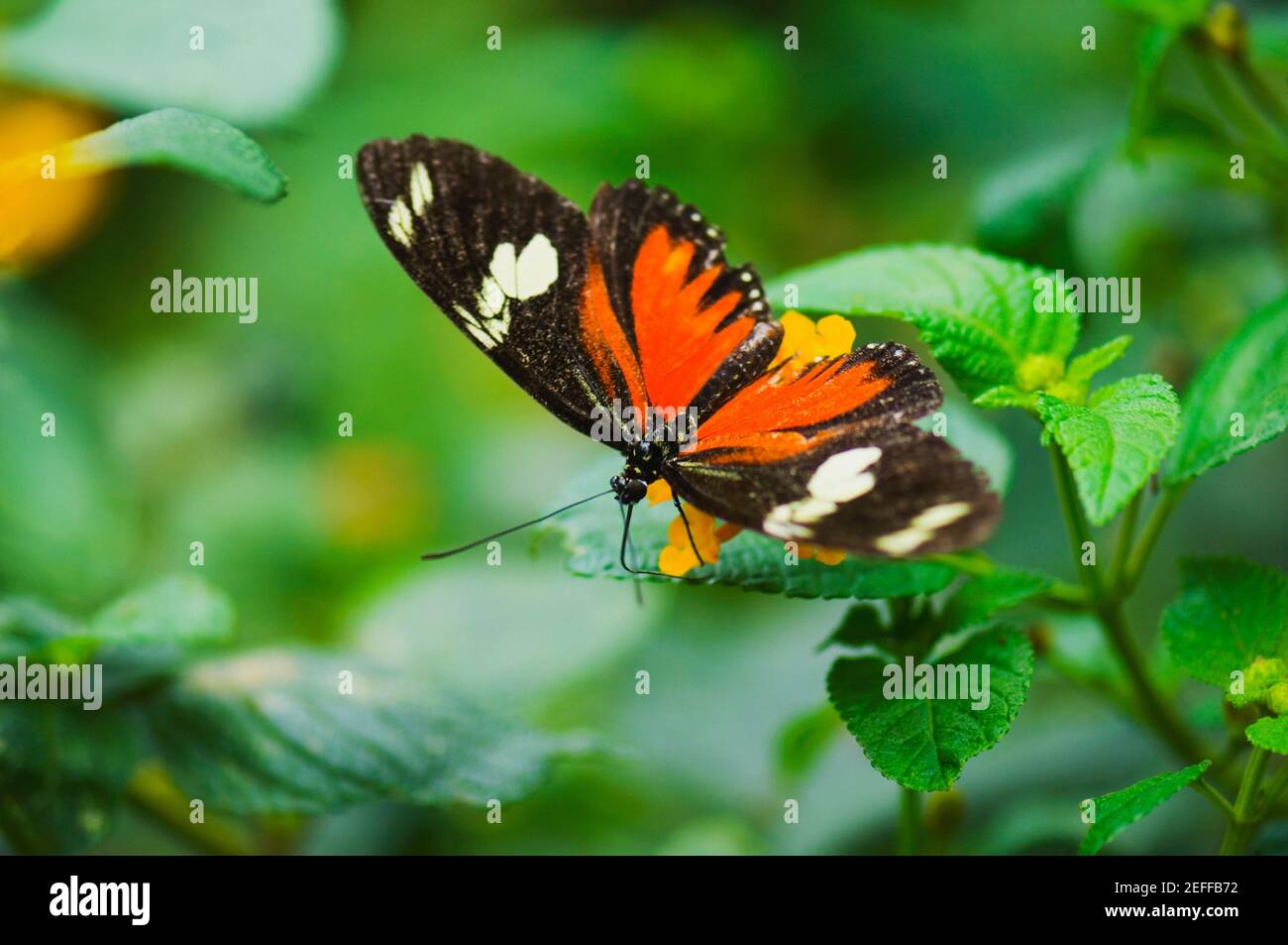 Close-up of a Doris butterfly Heliconius Doris on a plant Stock Photo ...